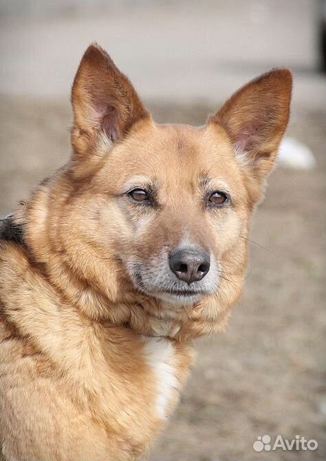 Скромная Муля мечтает о доме