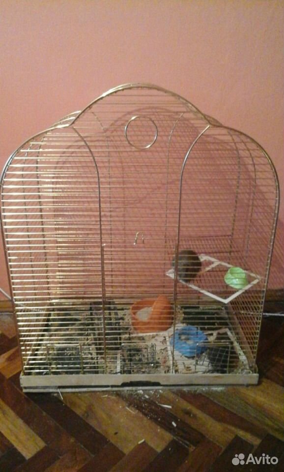 Дегу и клетка в подарок