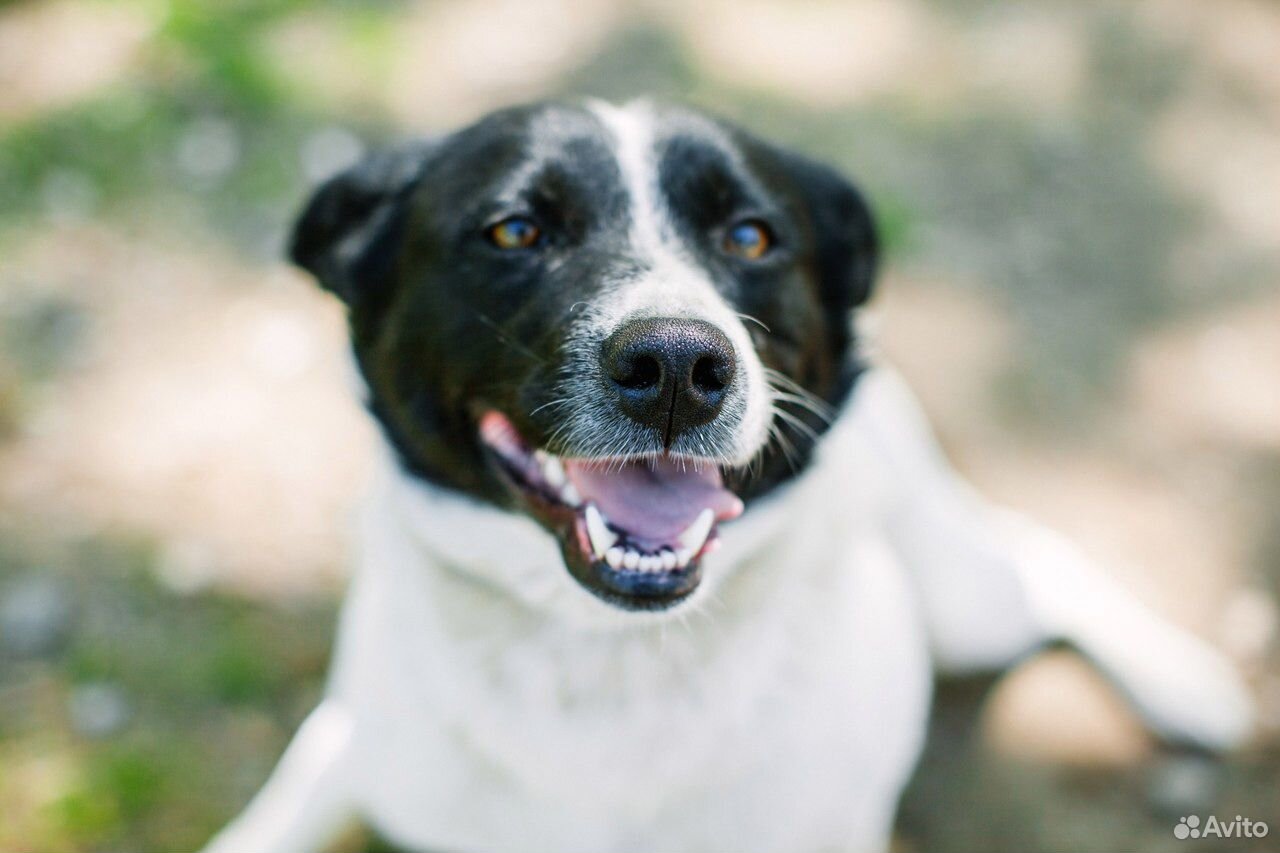 Бланка ищет дом