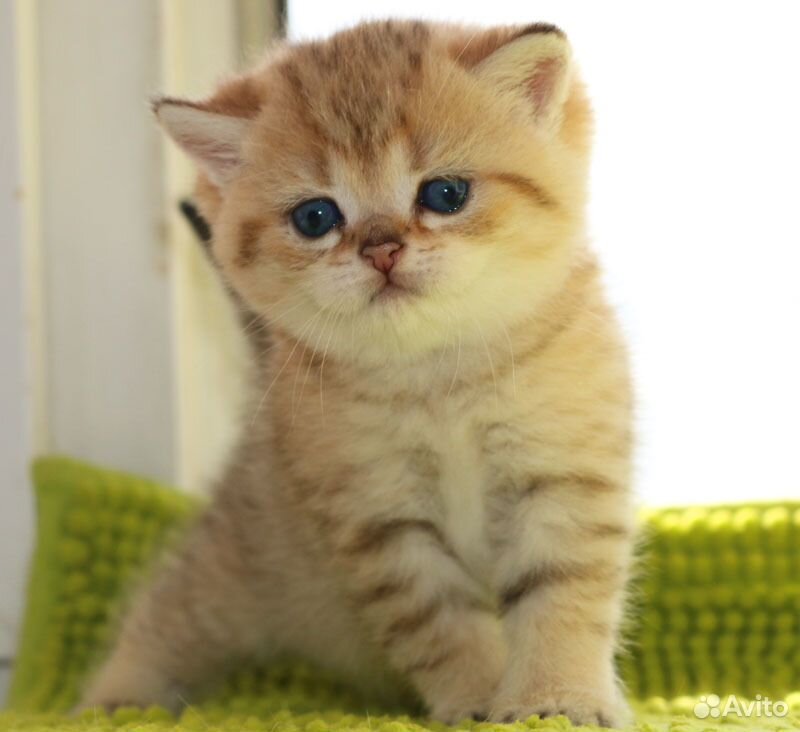 Девочка золотая шиншилла британочка