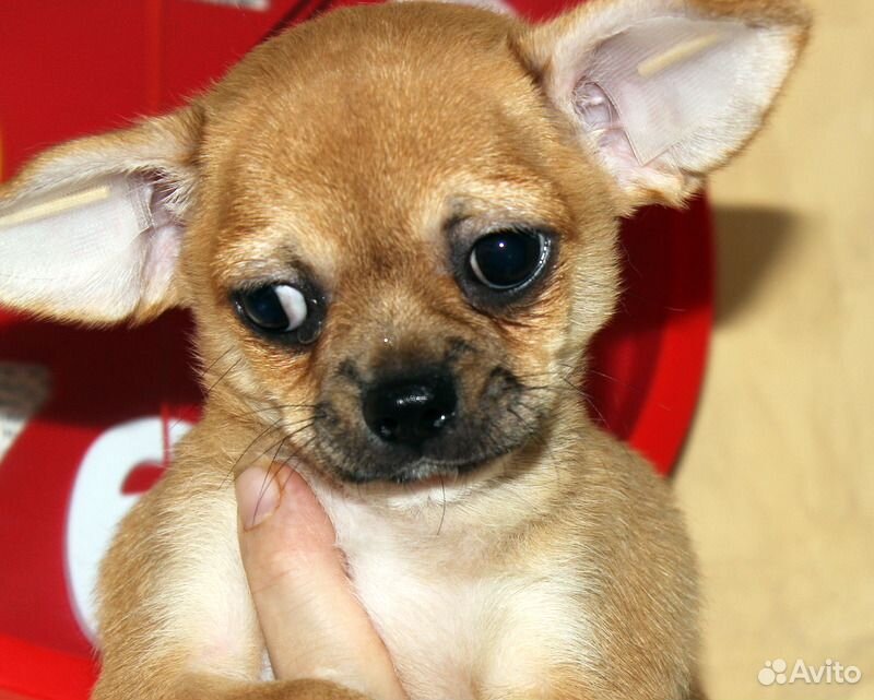 Ангелок-покоритель сердец