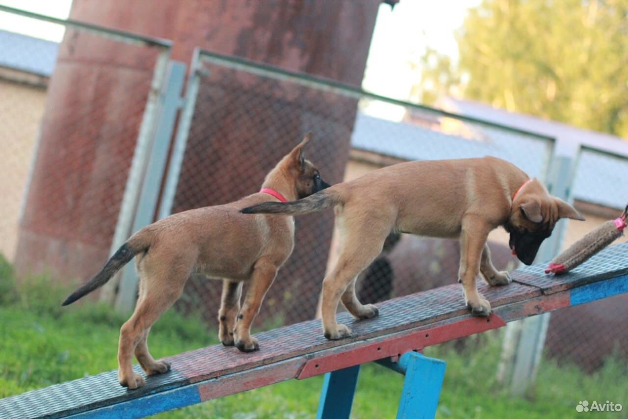 Щенки малинуа от рабочих родителей