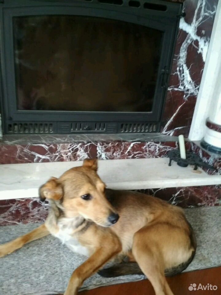 Маленькая комнатная собачка 9 кг