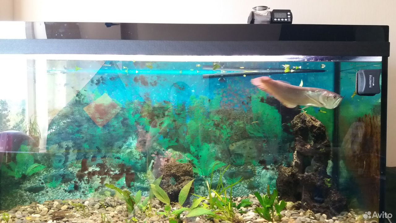 Арована серебрянная 45-50см, продам