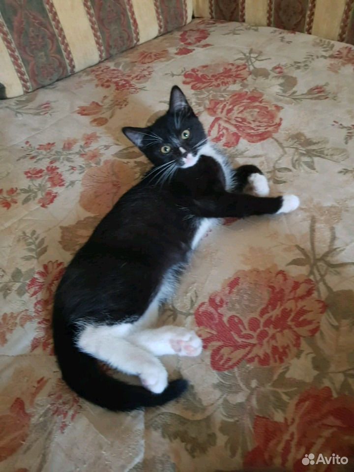 Котенок девочка черно-белая 2,5мес,привита,домашня