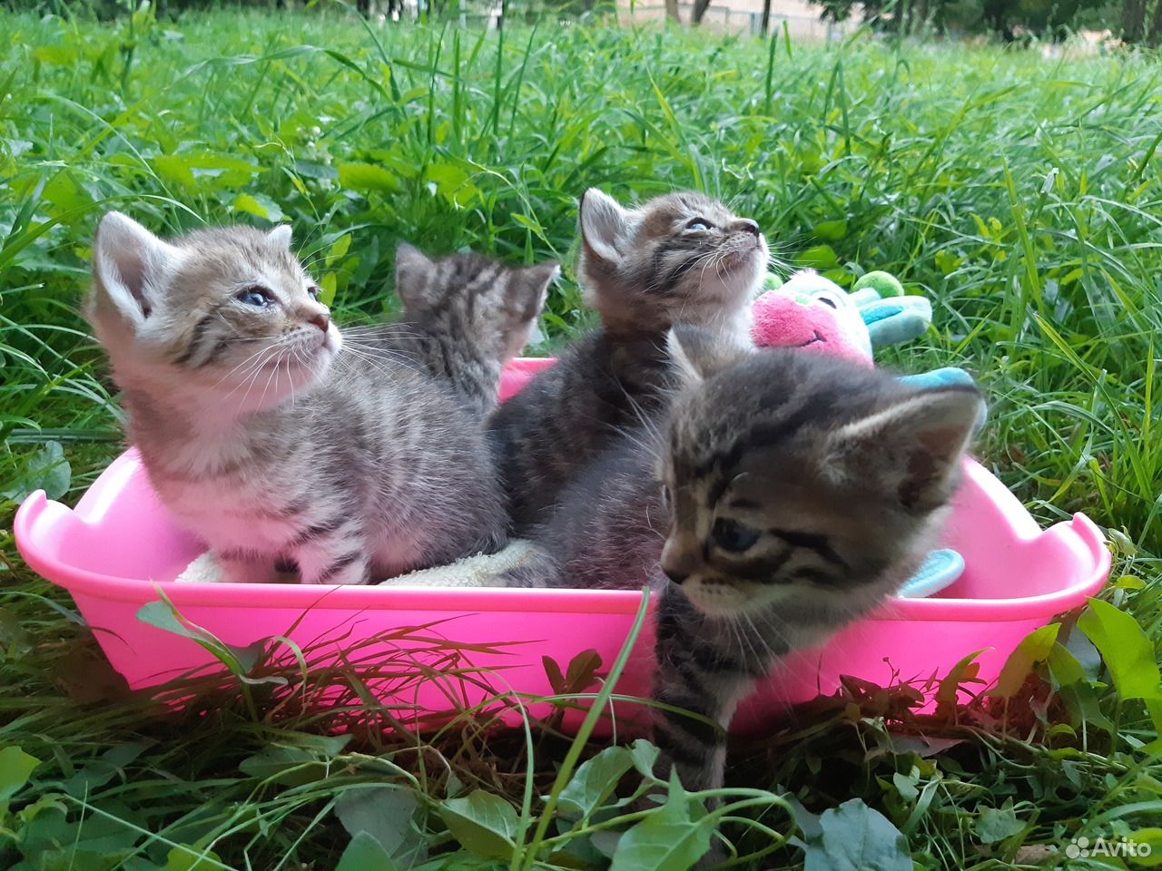 Дачный сюрприз