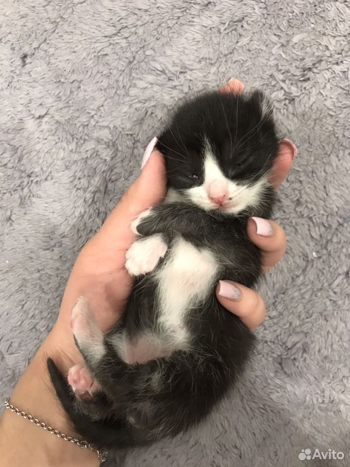Добрые ручки Котята мальчики