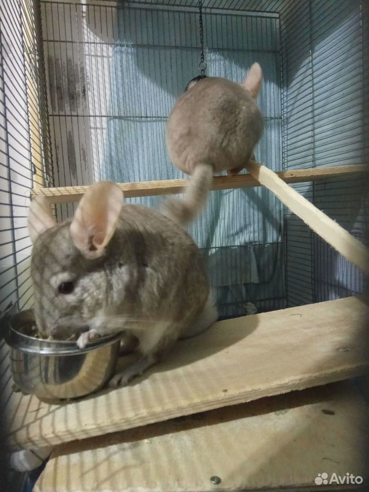 Два годовалых братика шиншиллы с полным набором