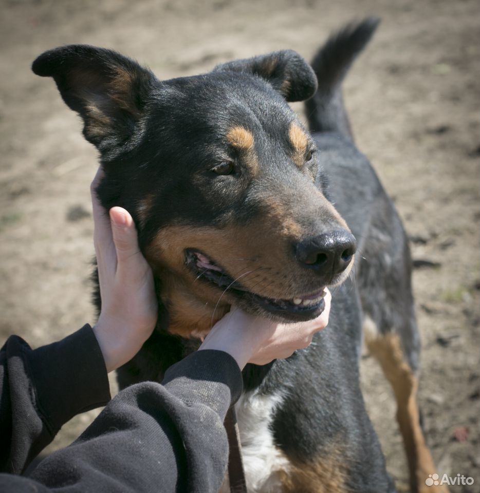 В добрые руки, собака для всей семьи