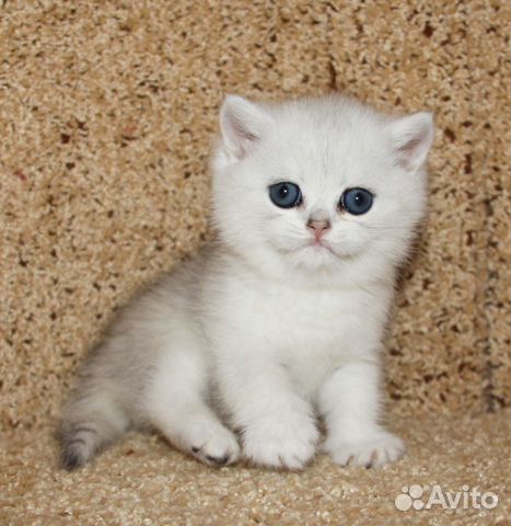 S5-Британские шиншиллки от роскошных родителей