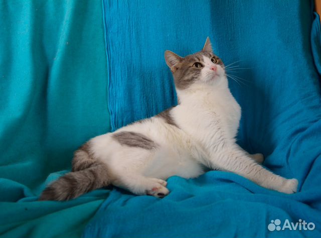 Молоденький котик ищет любящих хозяев