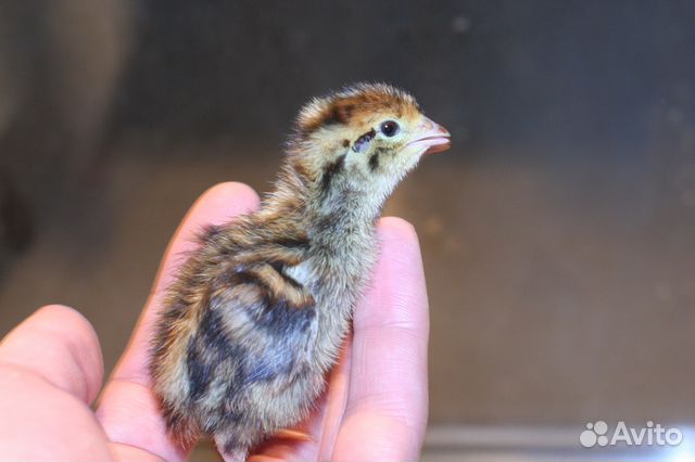 Перепела 6-ти пород, птенцы, инкубационное яйцо