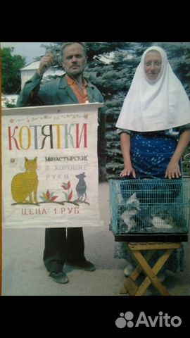 Котята из монастыря