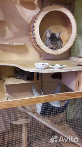 Две шиншиллы, девочки + витрина