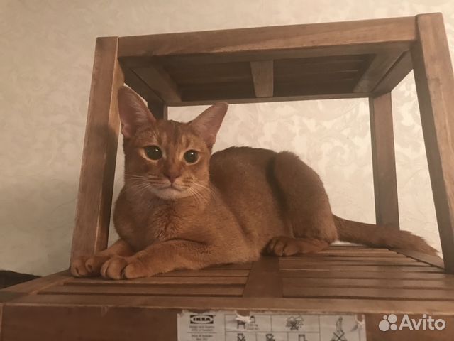 Кошечка соррель отдам