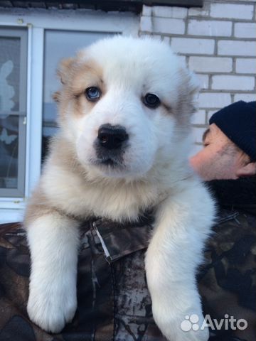 Щенки среднеазиатской овчарки