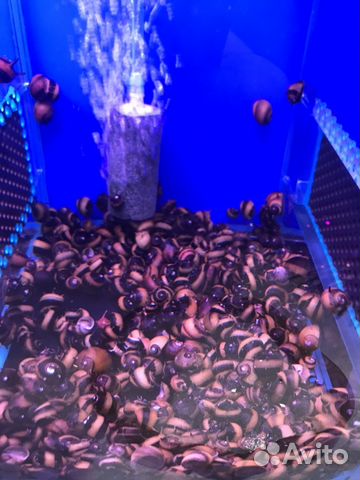 Улитка рогатая Неритина (Билайн )