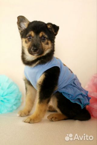 Щенок Луиза 3 месяца