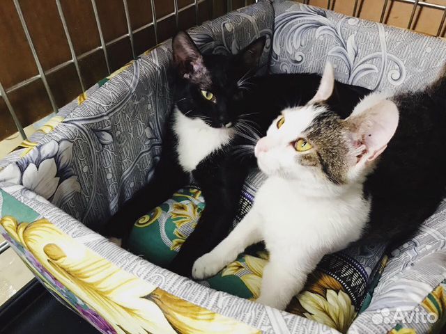 Котята в дар
