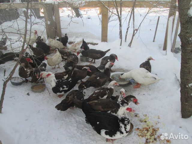 Утки на развод