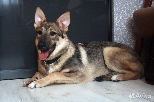 Удивительная Дина - щенок в дар