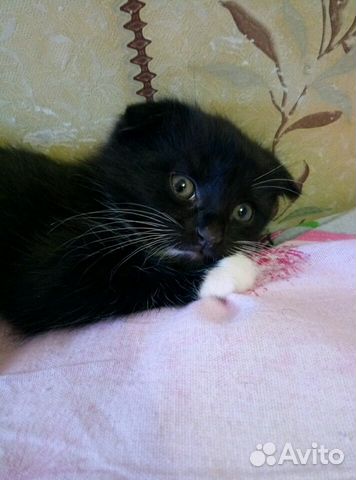 Шотландский котик