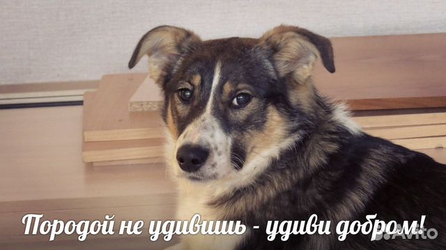 Добрая, нежная, ласковая Карамелька ищет дом