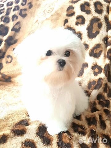 Мальтезе кобель мини 4 мес