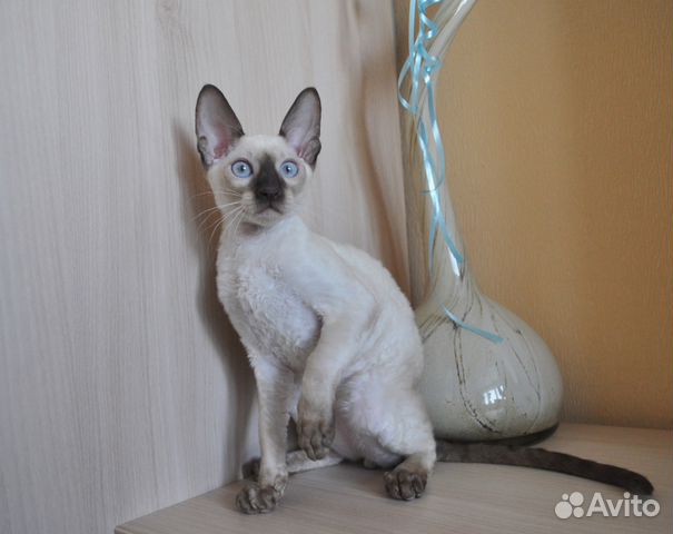 Котик корниш-рекс 3 месяца