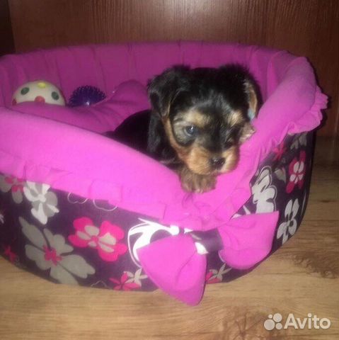 Щенки Йорки с родословной