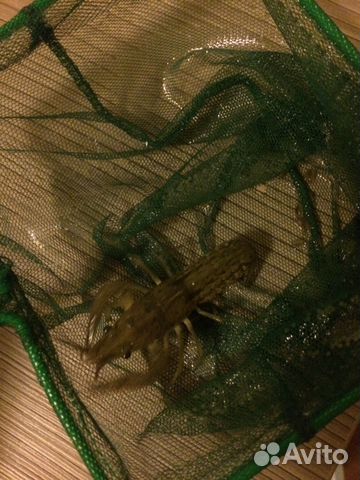 Рак мраморный