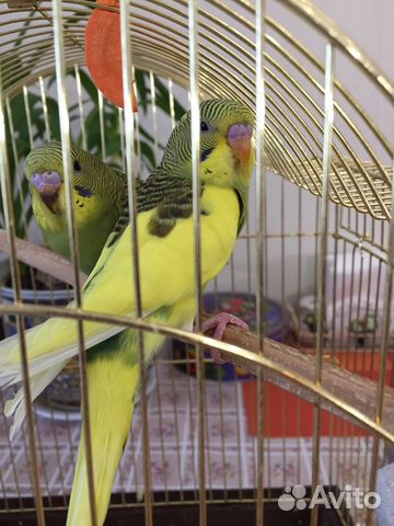 Волнистые попугайчики