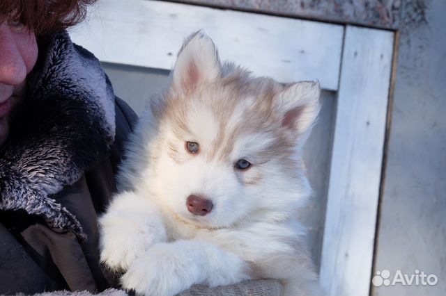 Щенок хаски