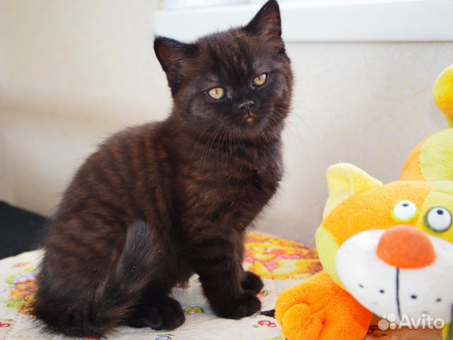 Шотландский котенок