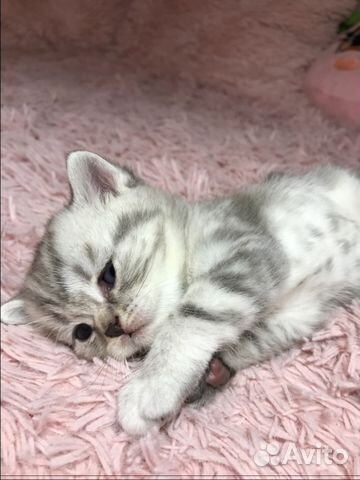 Мальчик как медвежонок