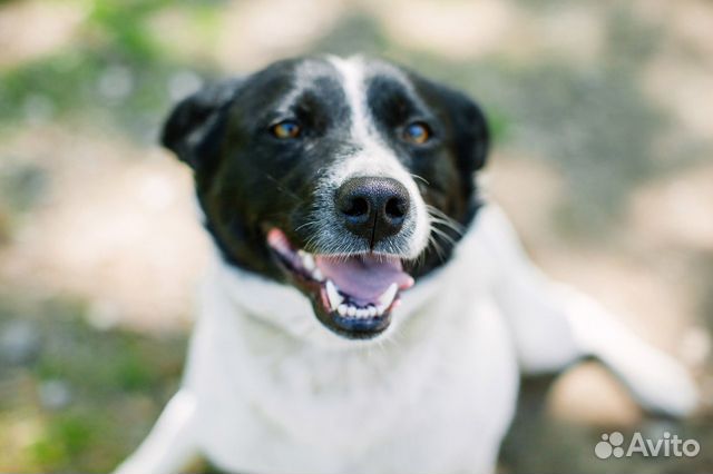 Бланка ищет дом