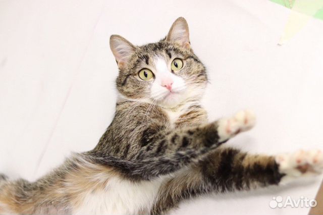 Нежная Лаванда ищет дом