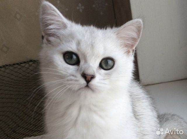 Британская короткошерстная серебристая девочка