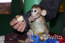 Обезьянки ручные