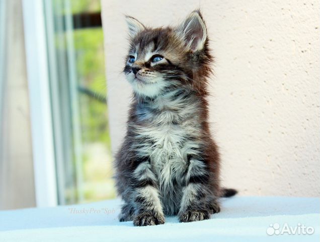 Котик черный мрамор