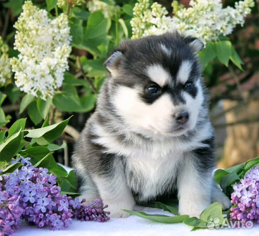 Малыши хаски из племенного питомника. РКФ