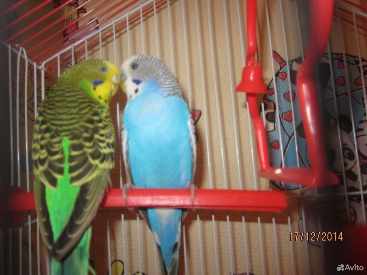 Домашние Молоденькие Ручные Волнистые Попугаи