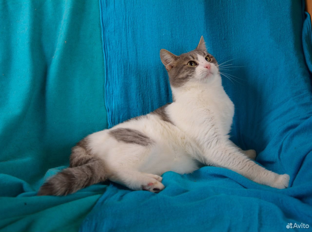 Харизматичный котик ищет любящих хозяев