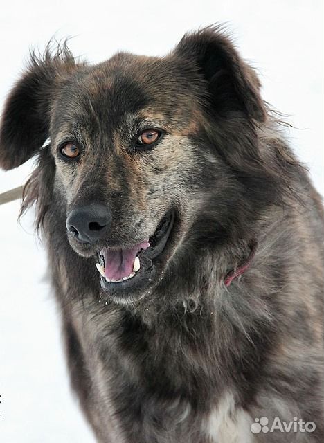 Красавица Шелли ищет свой дом