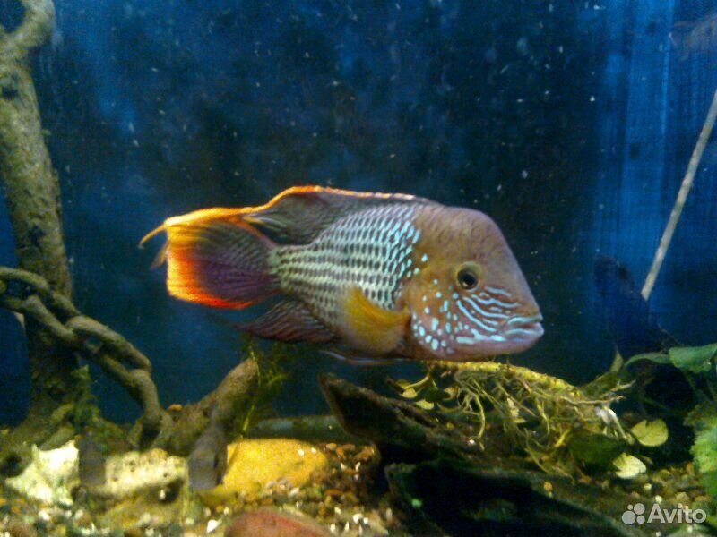 Акара Бирюзовая