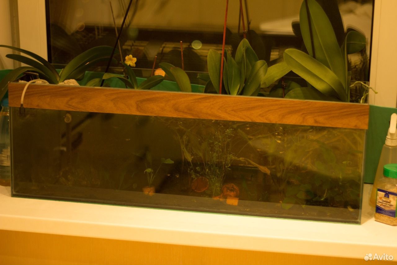 Аквариум со скалой и гуппи