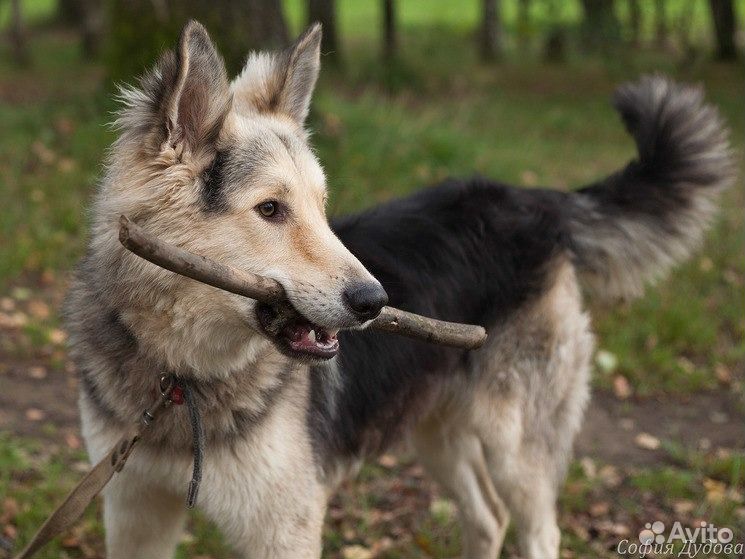 Рей 1.5 года ищет хозяев