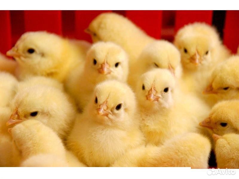 Суточный цыплёнок росс кобб и др.опт