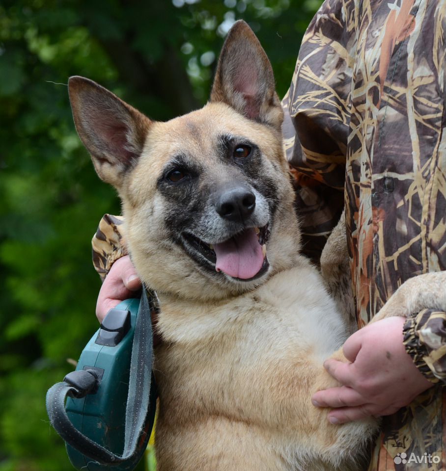 Шутик, весёлая, озорная собачка в добрые руки