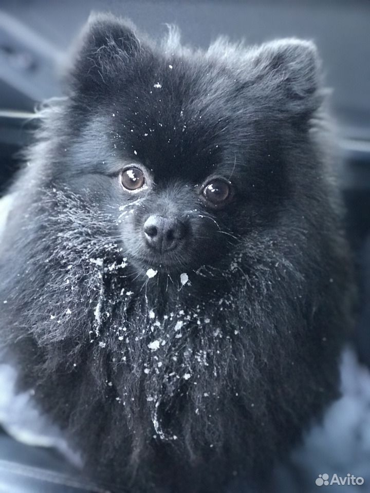 Немецкий малый шпиц, вязка